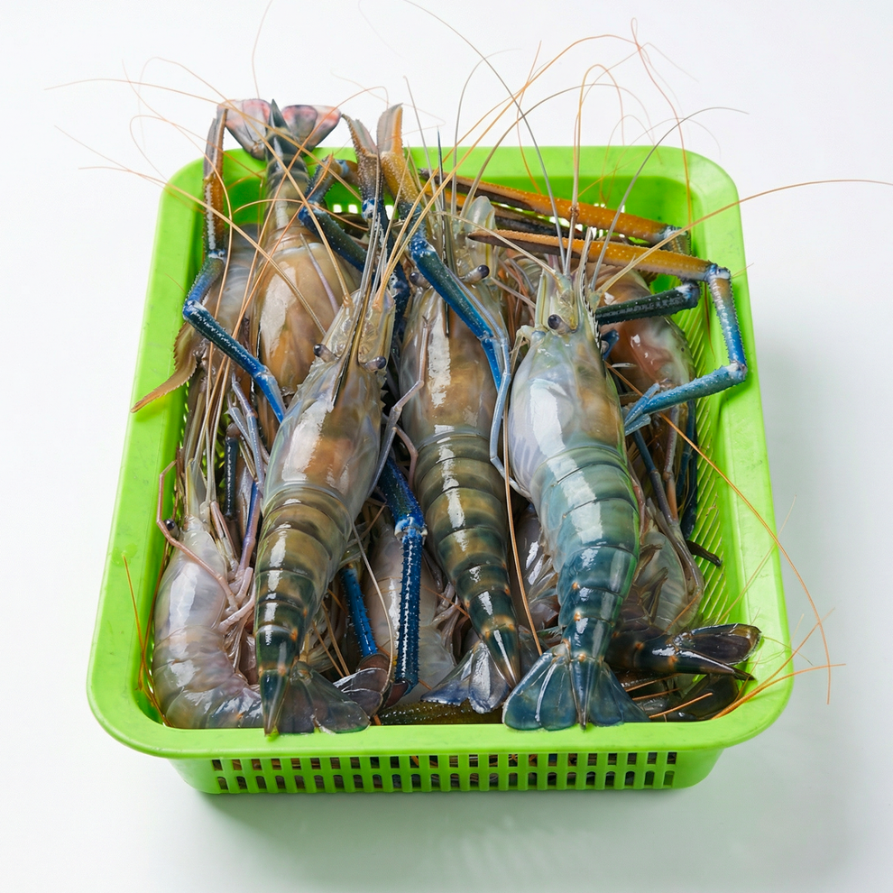 Golda Prawn (গলদা চিংড়ি) – Fish Vally