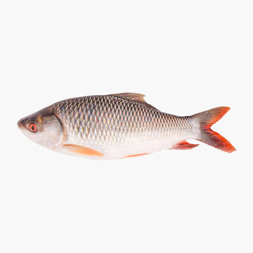 Rui Fish (রুই মাছ) - Price: 820Tk per kg | Size: 3-5 kg – Fish Vally