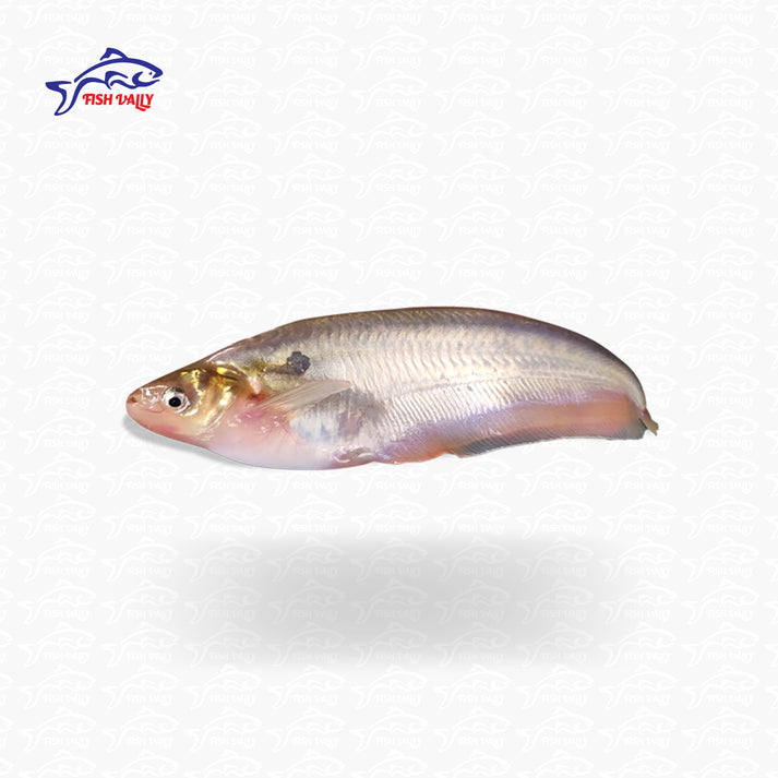 Pabda Fish (পাবদা মাছ) – Fish Vally